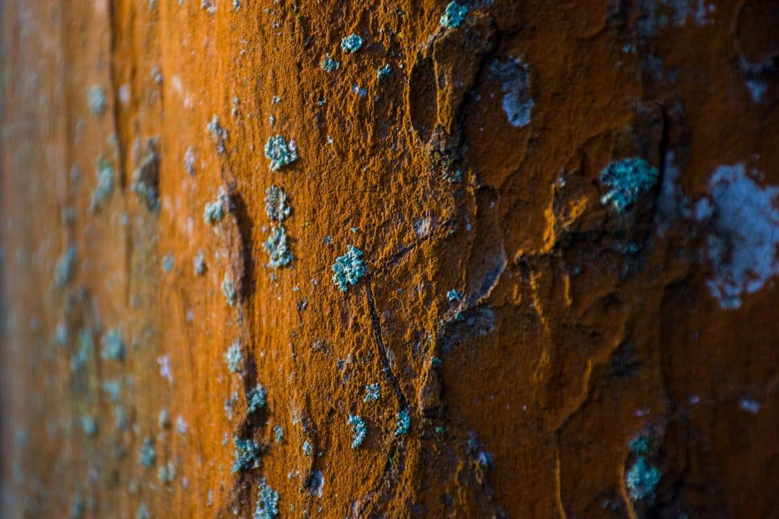 The Most Common Sources of Mold in California Homes | New Findthehomepros
