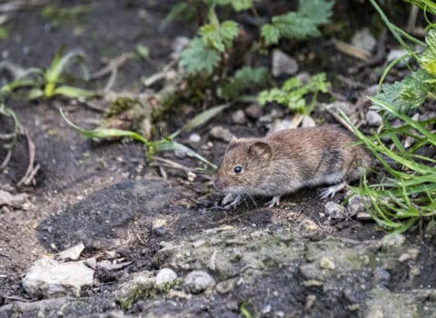 How to Prevent Vole Infestation on Your Property | Find The Home Pros